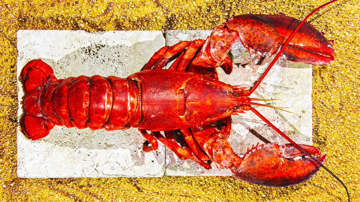 La Fête du Homard: A Lobster Feast at Forsythia | dosage MAGAZINE